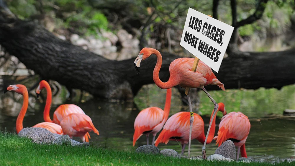 Flamingos at Milwaukee County Zoo Unionize - Wisconsin News Today